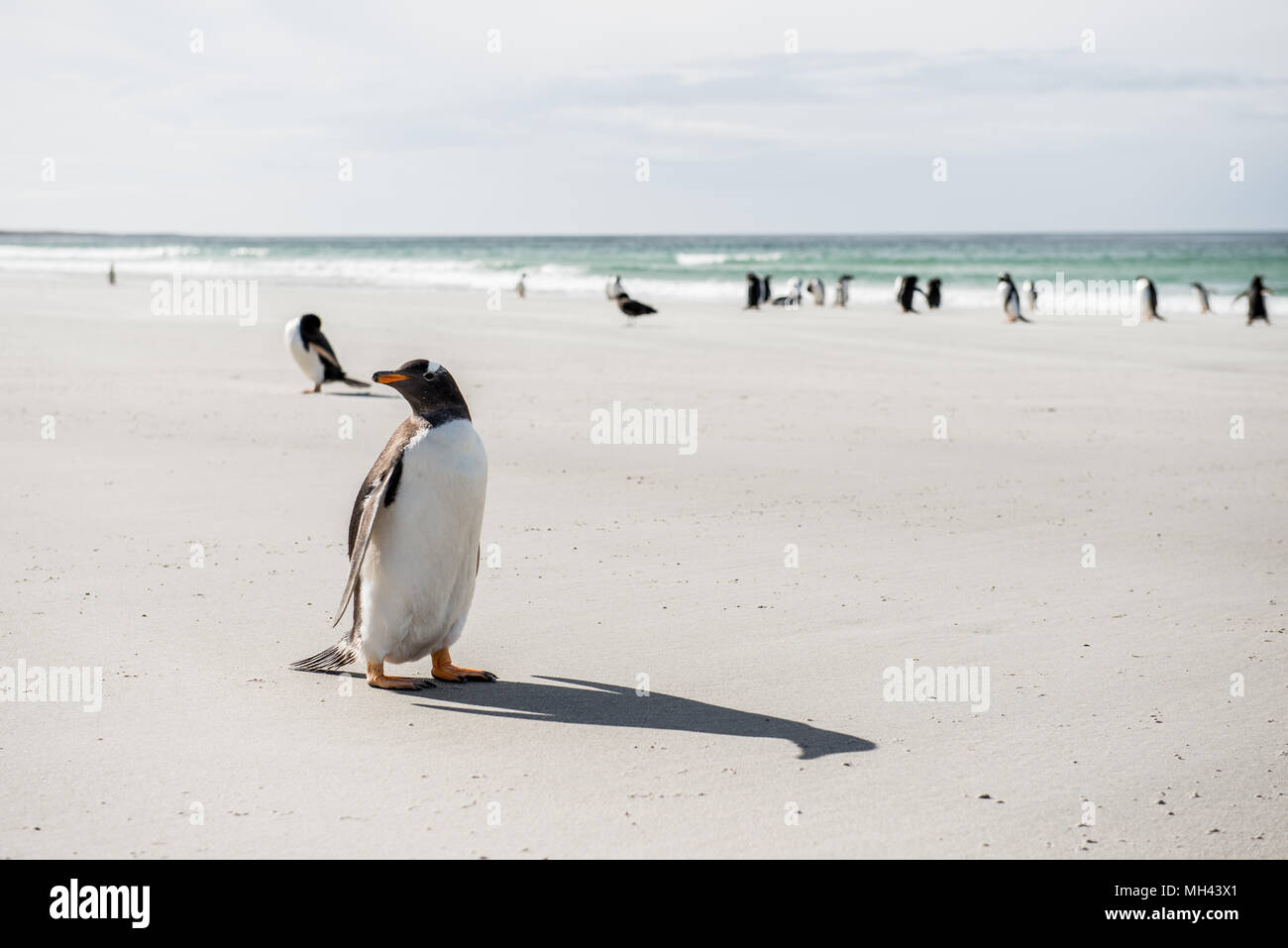 Gentoo penguin standing on the coast of the Atlantic Ocean Stock Photo ...