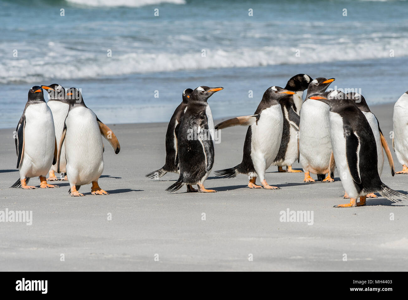 Group of the penguins playing, swimming and eating in the Atlantic ...