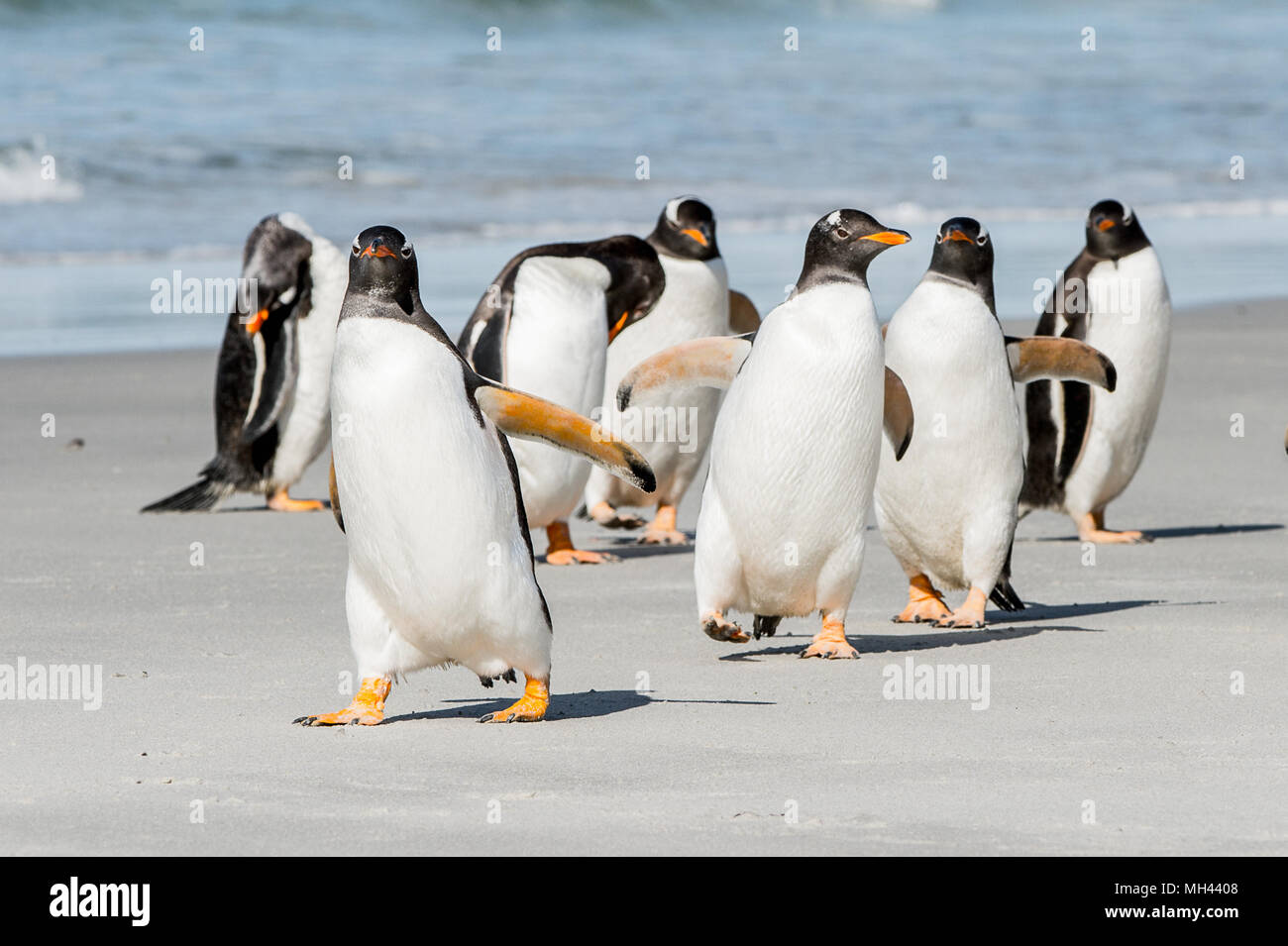 Penguin Antarctica Eating High Resolution Stock Photography and Images ...