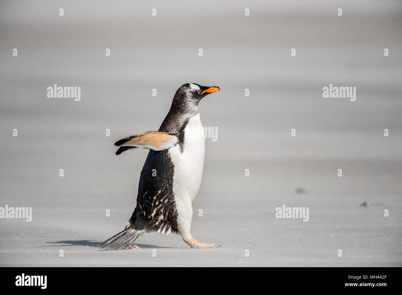 Shote bird hi-res stock photography and images - Alamy