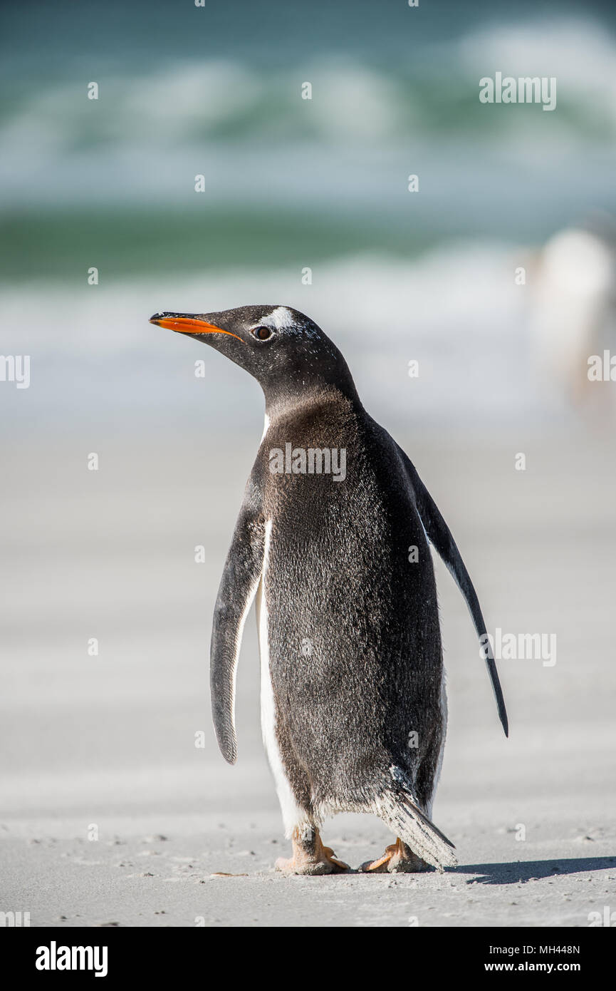 Little penguin from behind Stock Photo - Alamy