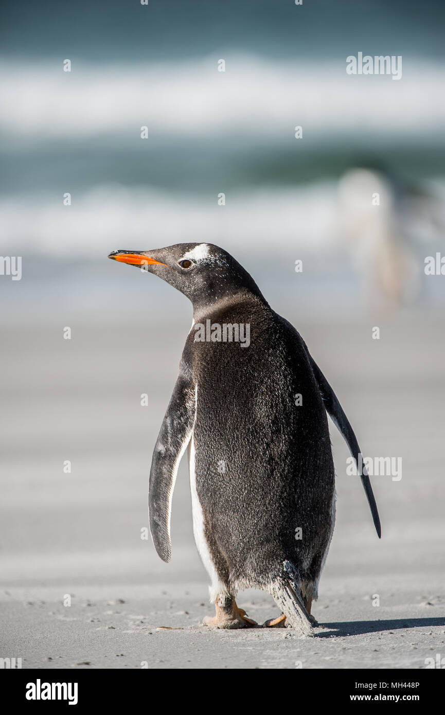 Little penguin from behind Stock Photo - Alamy