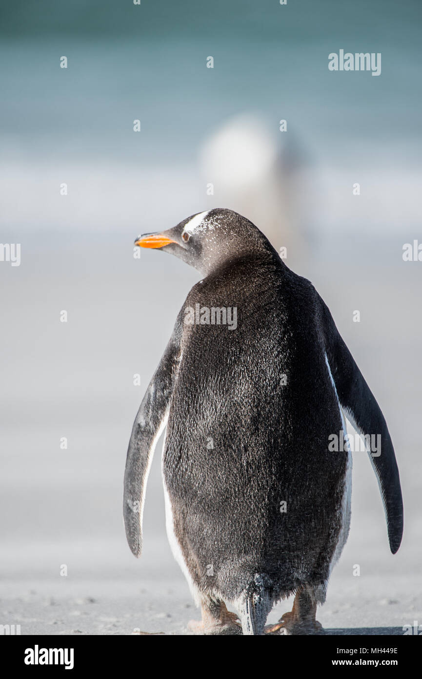 Little penguin from behind Stock Photo - Alamy
