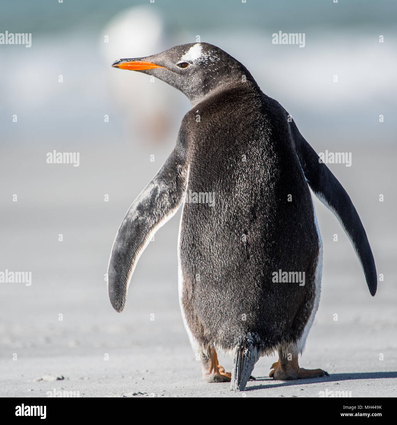 Little penguin from behind Stock Photo - Alamy