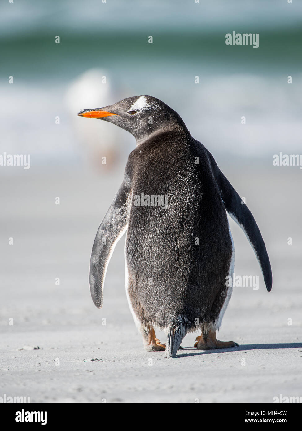 Shote bird hi-res stock photography and images - Alamy