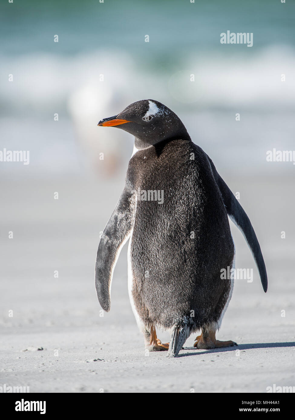 Little penguin from behind Stock Photo - Alamy