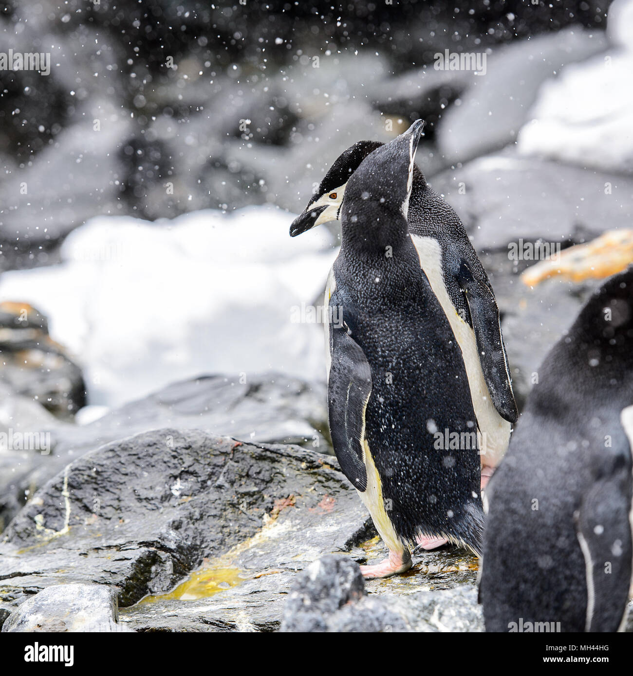 Penguins on the Elephant Island Stock Photo - Alamy