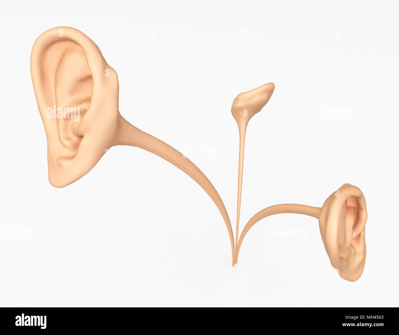Isolated growing 3d human ear models, over white Stock Photo - Alamy