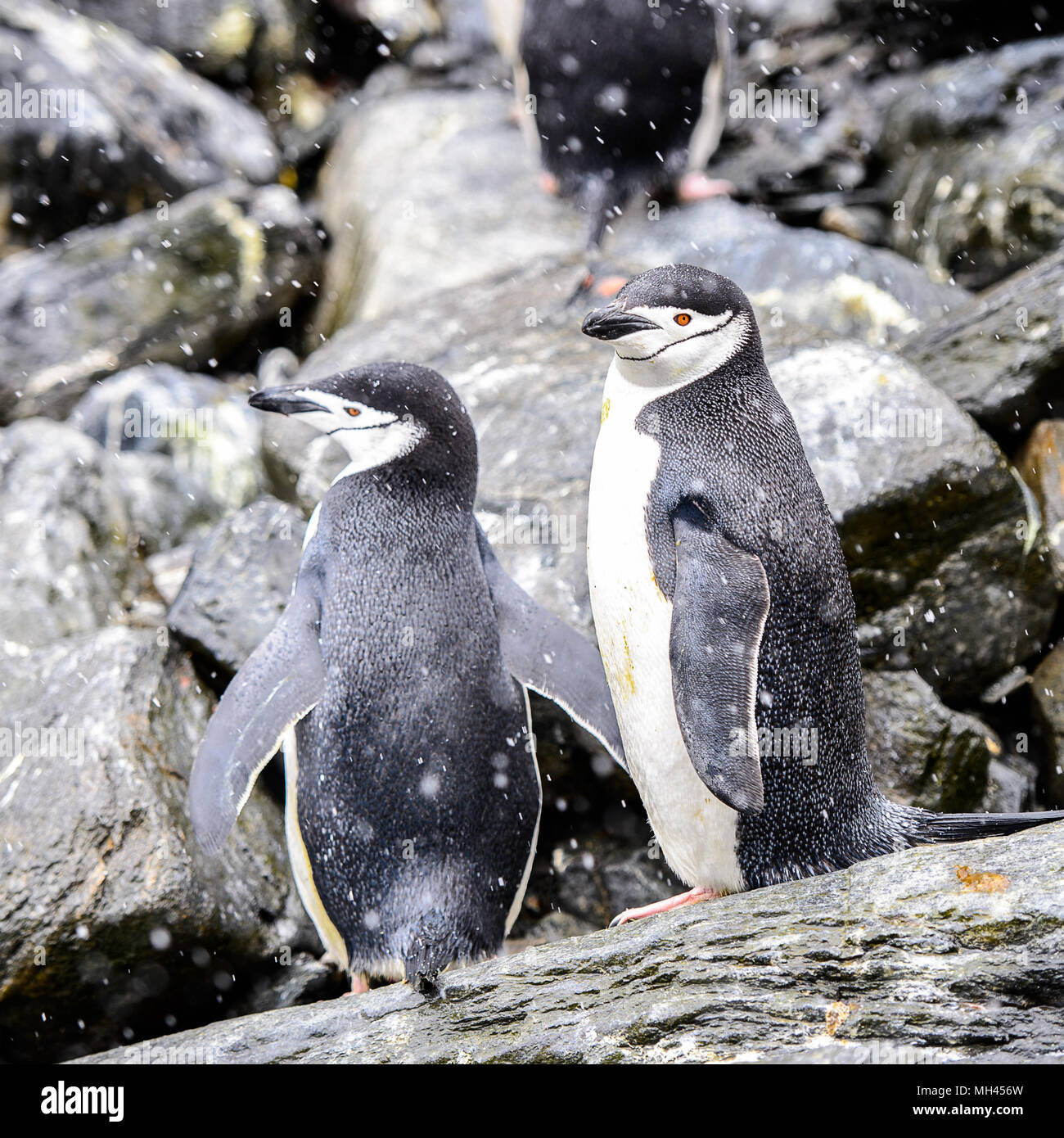 Penguins on the Elephant Island Stock Photo - Alamy