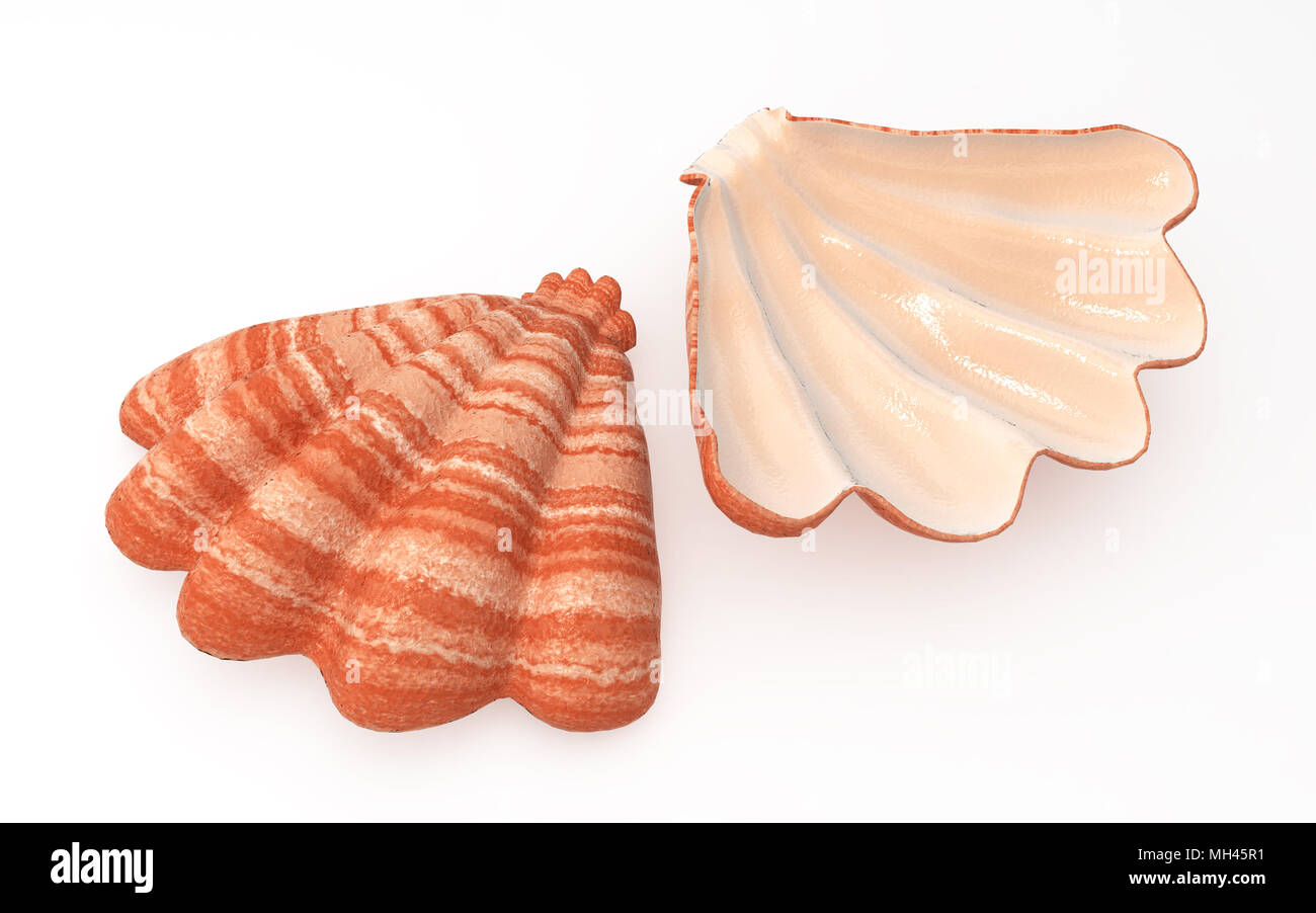 Inner shells hi-res stock photography and images - Alamy