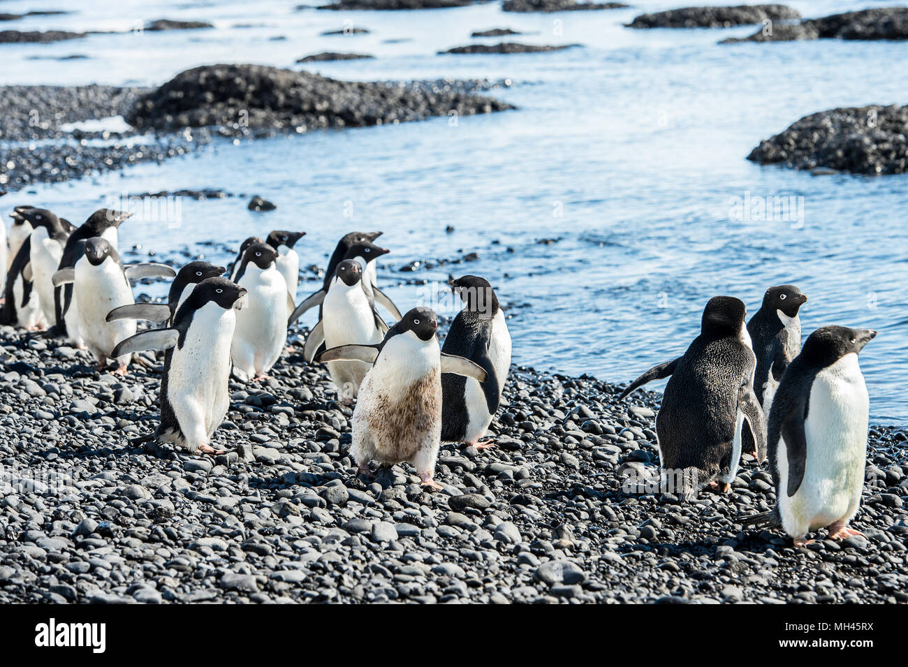 Adelie penguins (Pygoscelis adeliae) on the coast of the ocean in ...