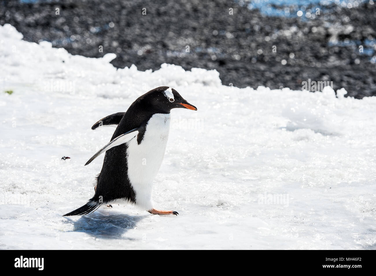 Gentoo Penguin (Pygoscelis papua) runs over the snow in Antarctica ...