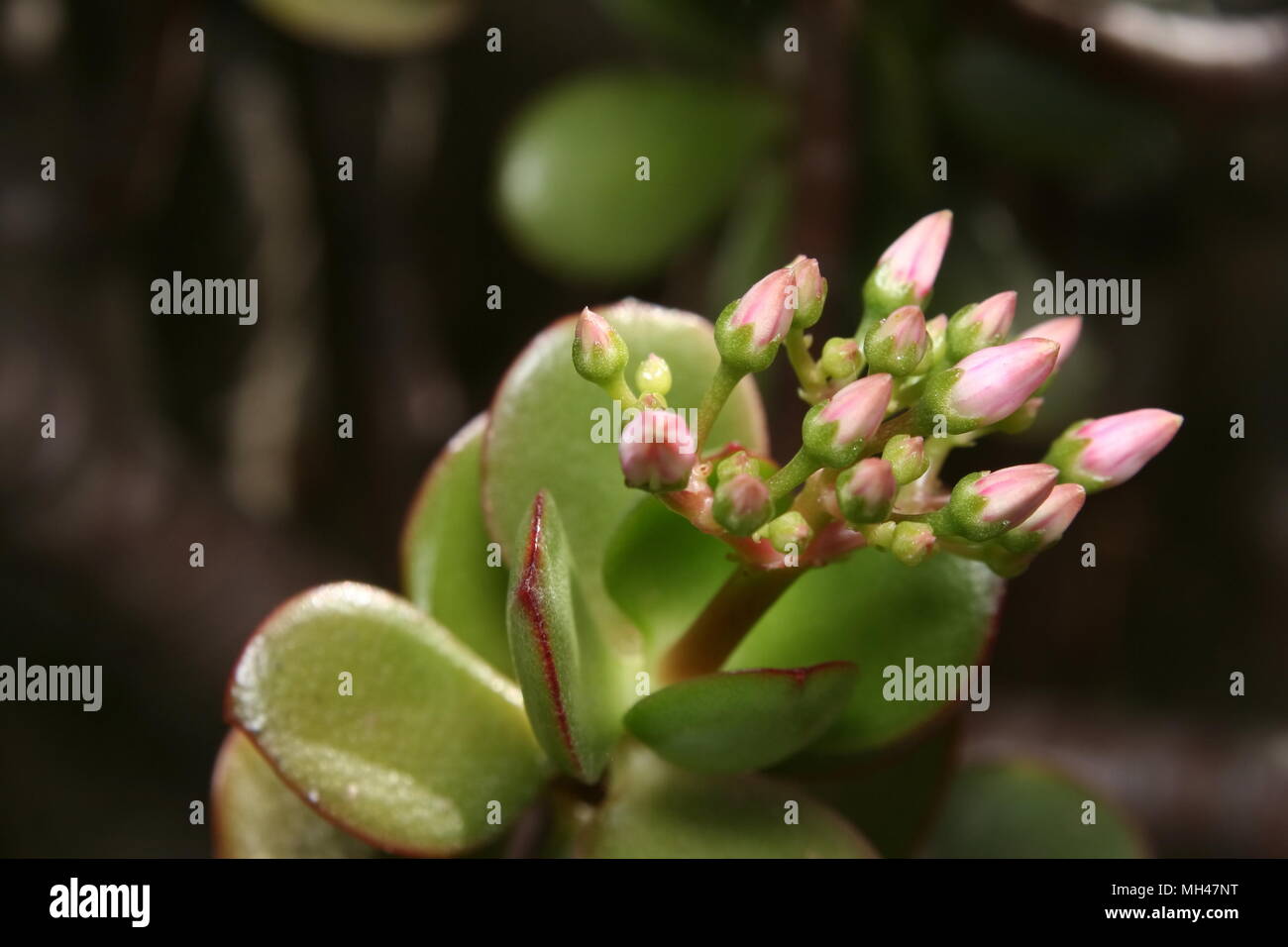 Crassula Ovata Flower head Stock Photo - Alamy