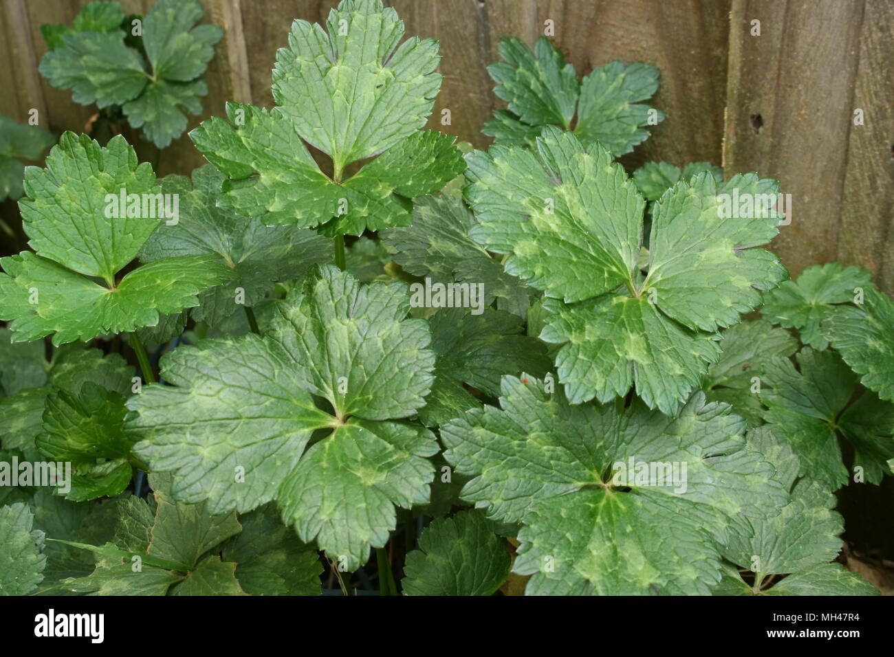Buttercup weed hi-res stock photography and images - Alamy