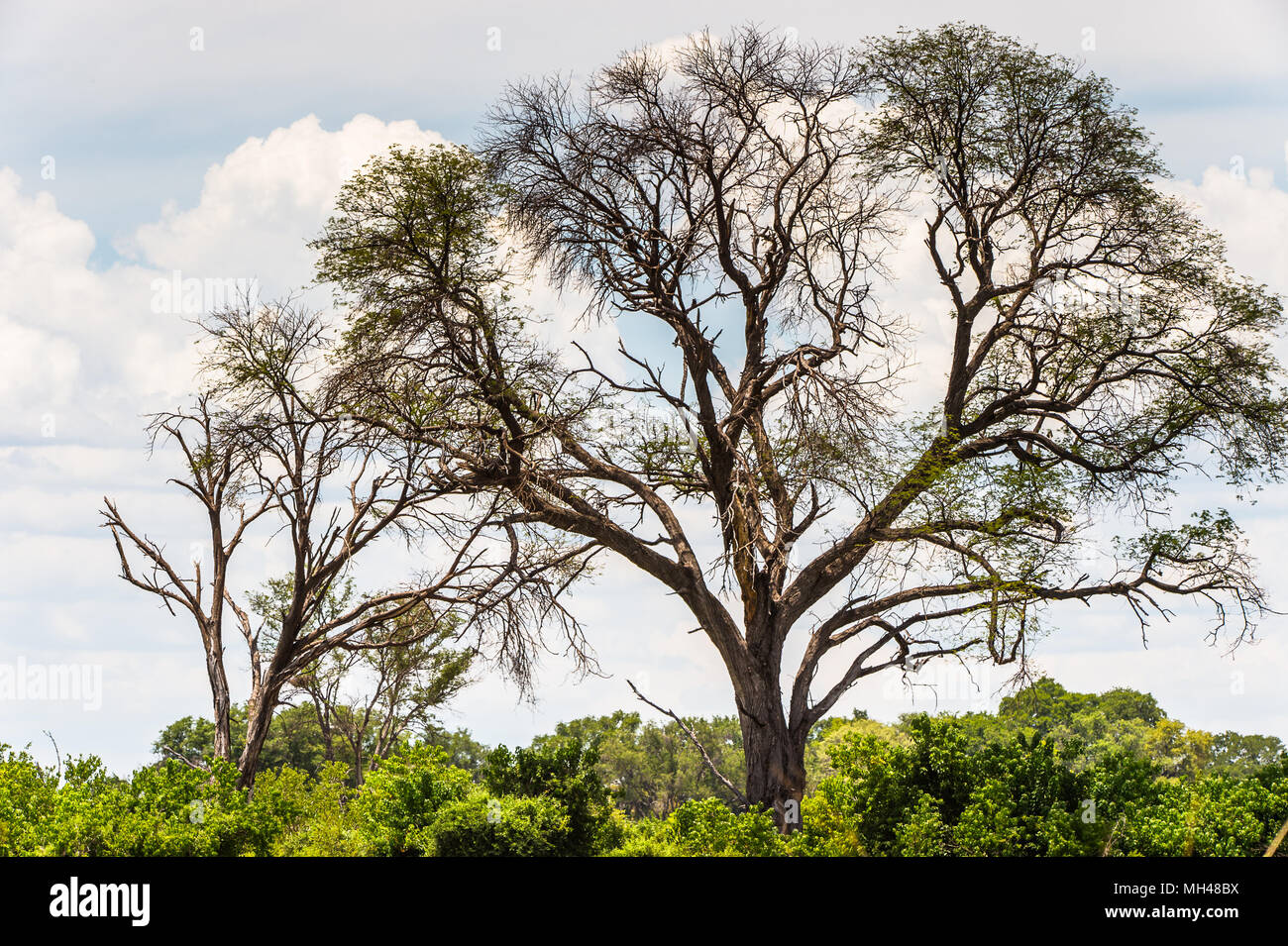 Tree at the Okavango Delta (Okavango Grassland), One of the Seven ...