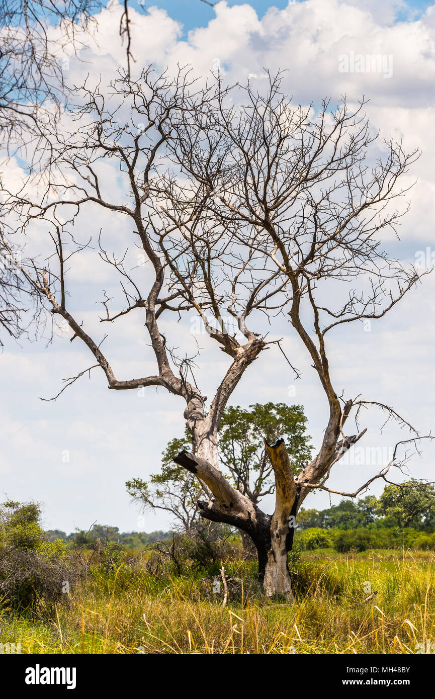 Tree at the Okavango Delta (Okavango Grassland), One of the Seven ...