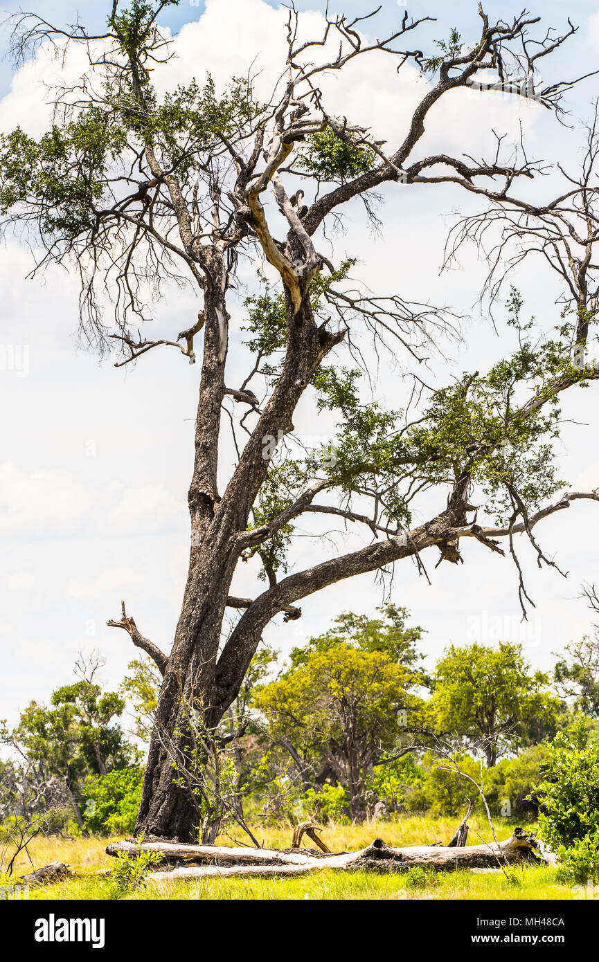 Tree at the Okavango Delta (Okavango Grassland), One of the Seven ...