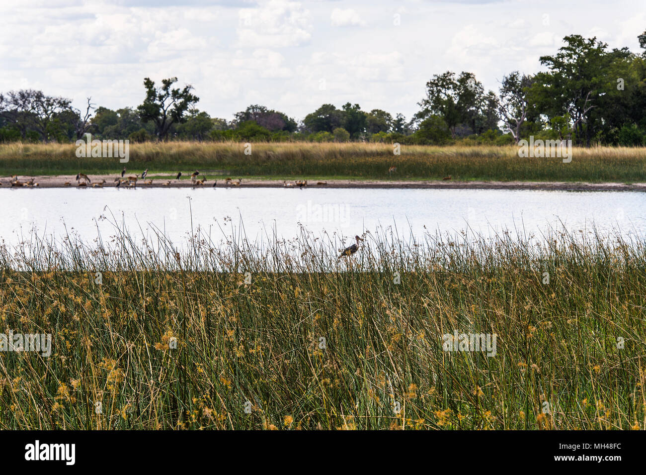 Landscape of the Okavango Delta (Okavango Grassland), One of the Seven ...
