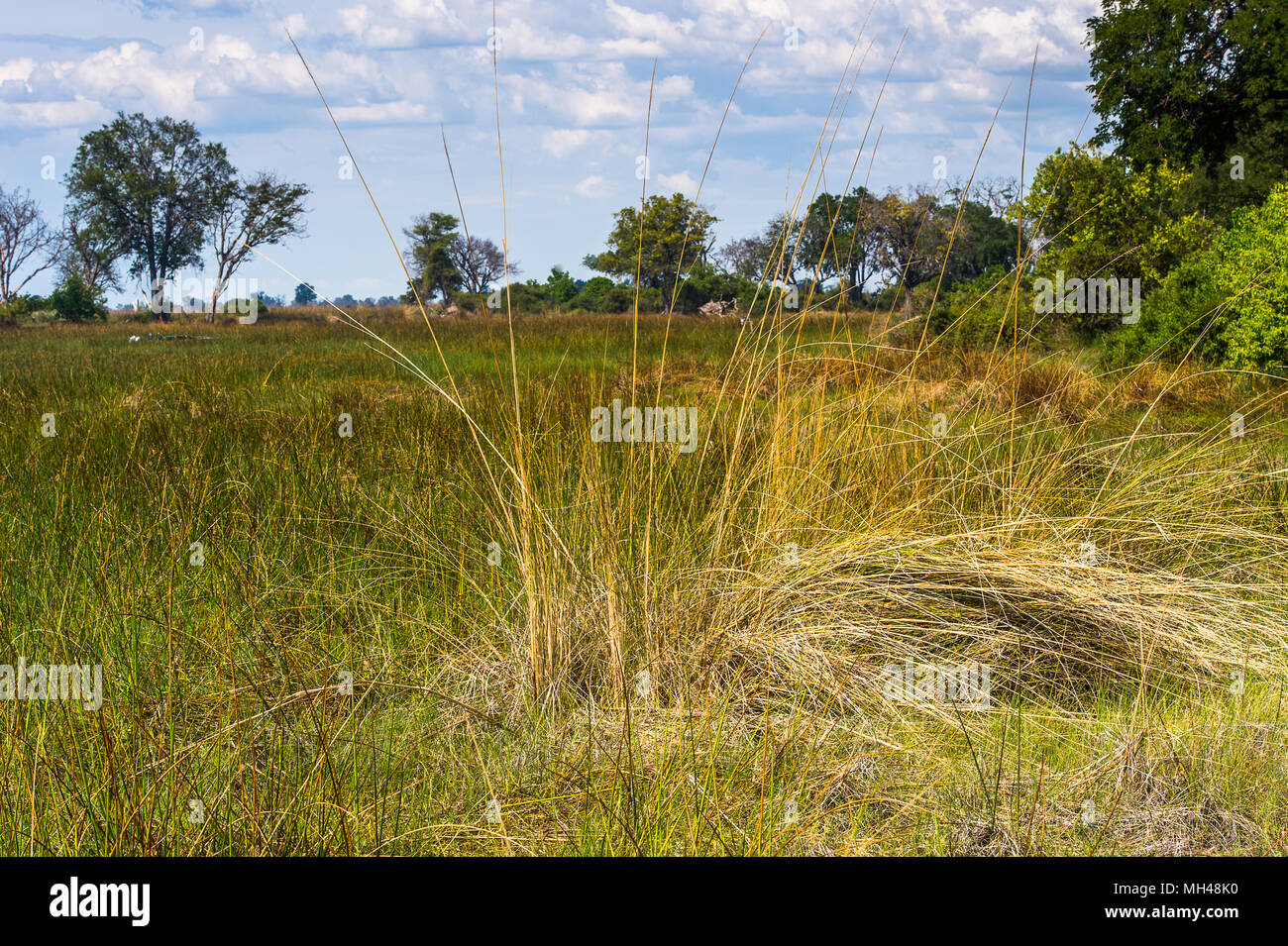 Landscape of the Okavango Delta (Okavango Grassland), One of the Seven ...