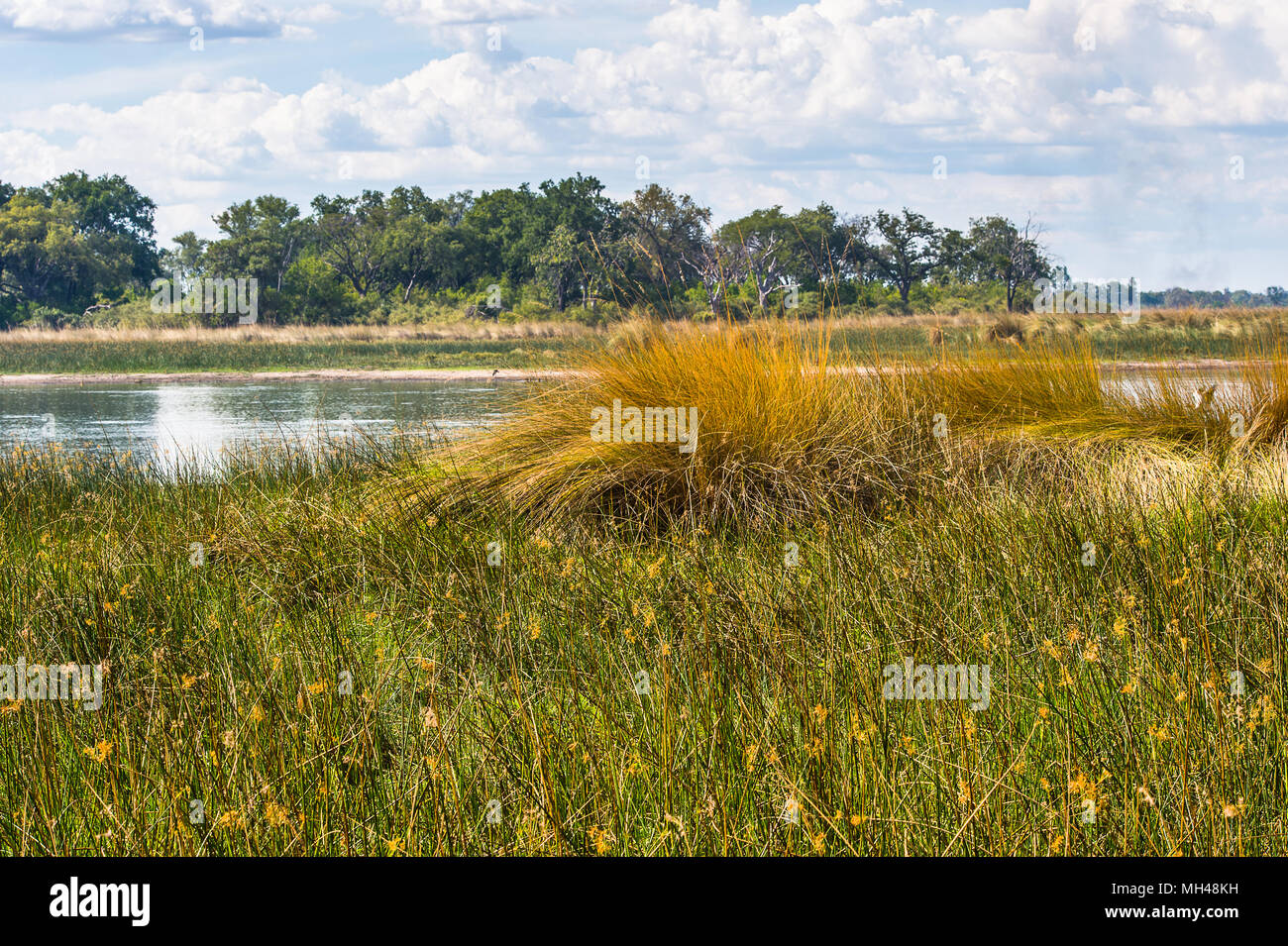 Landscape of the Okavango Delta (Okavango Grassland), One of the Seven ...