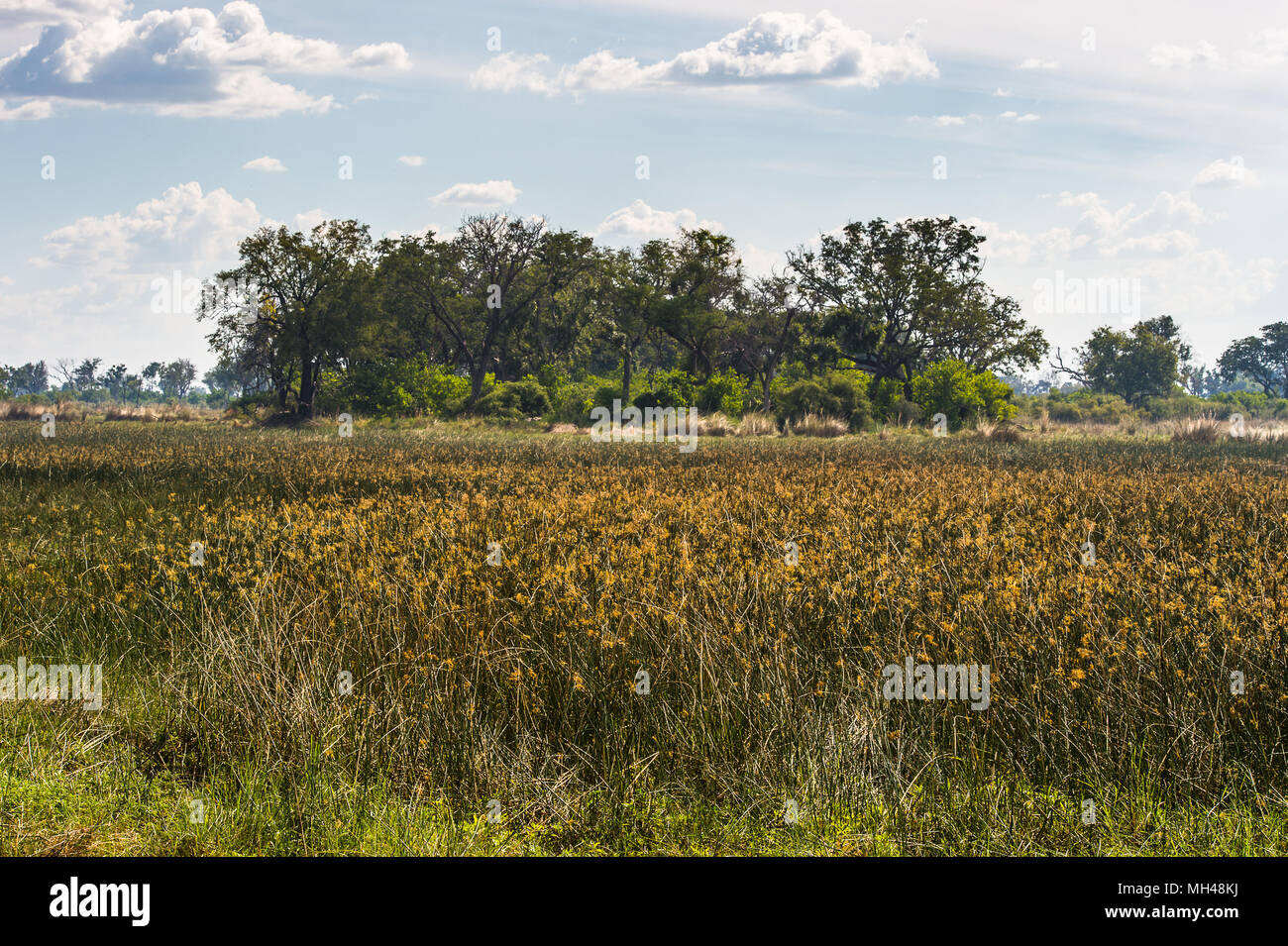 Landscape of the Okavango Delta (Okavango Grassland), One of the Seven ...