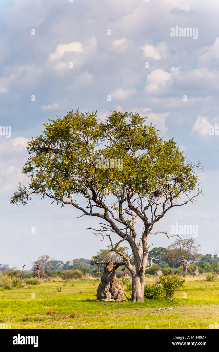Tree at the Okavango Delta (Okavango Grassland), One of the Seven ...
