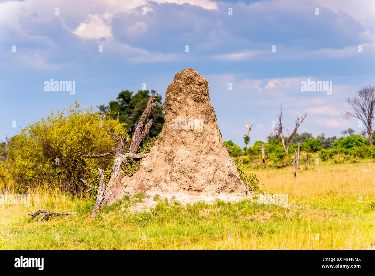 Landscape of the Okavango Delta (Okavango Grassland), One of the Seven ...