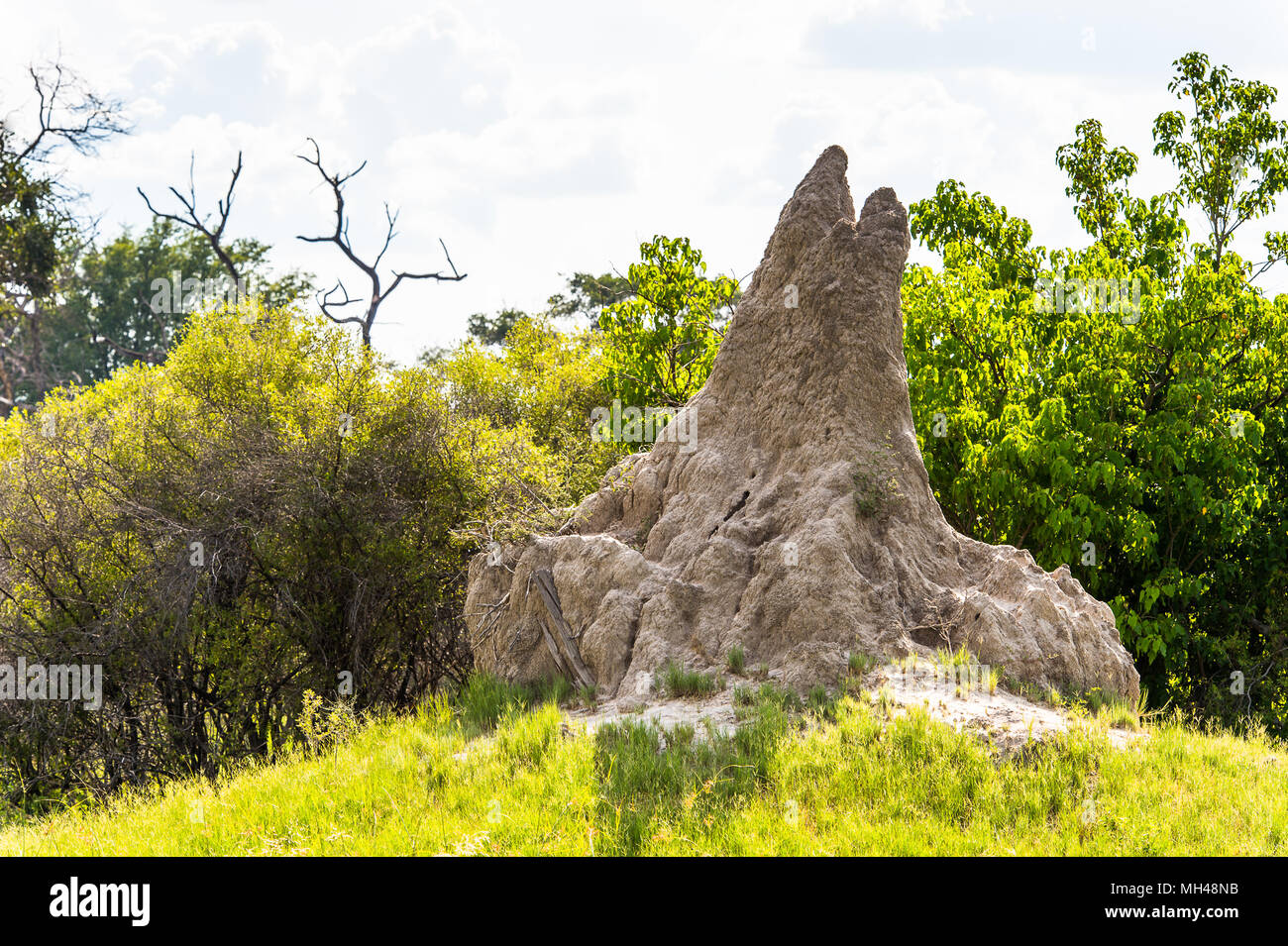 Landscape of the Okavango Delta (Okavango Grassland), One of the Seven ...