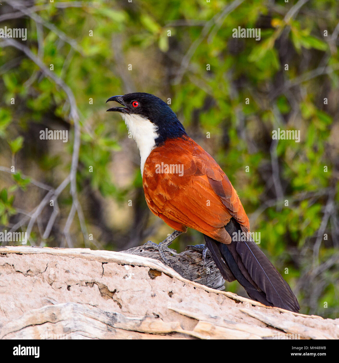Little bird at the Moremi Game Reserve (Okavango River Delta), National ...