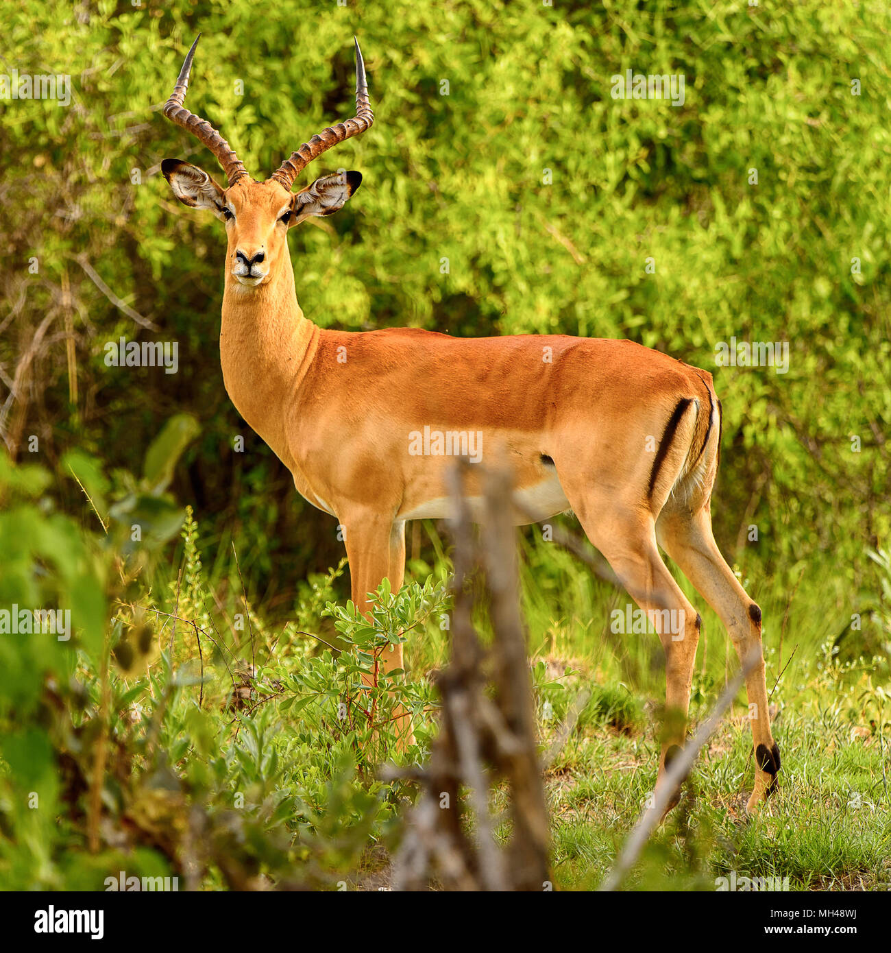 Antelope near the tree in the Moremi Game Reserve (Okavango River Delta ...