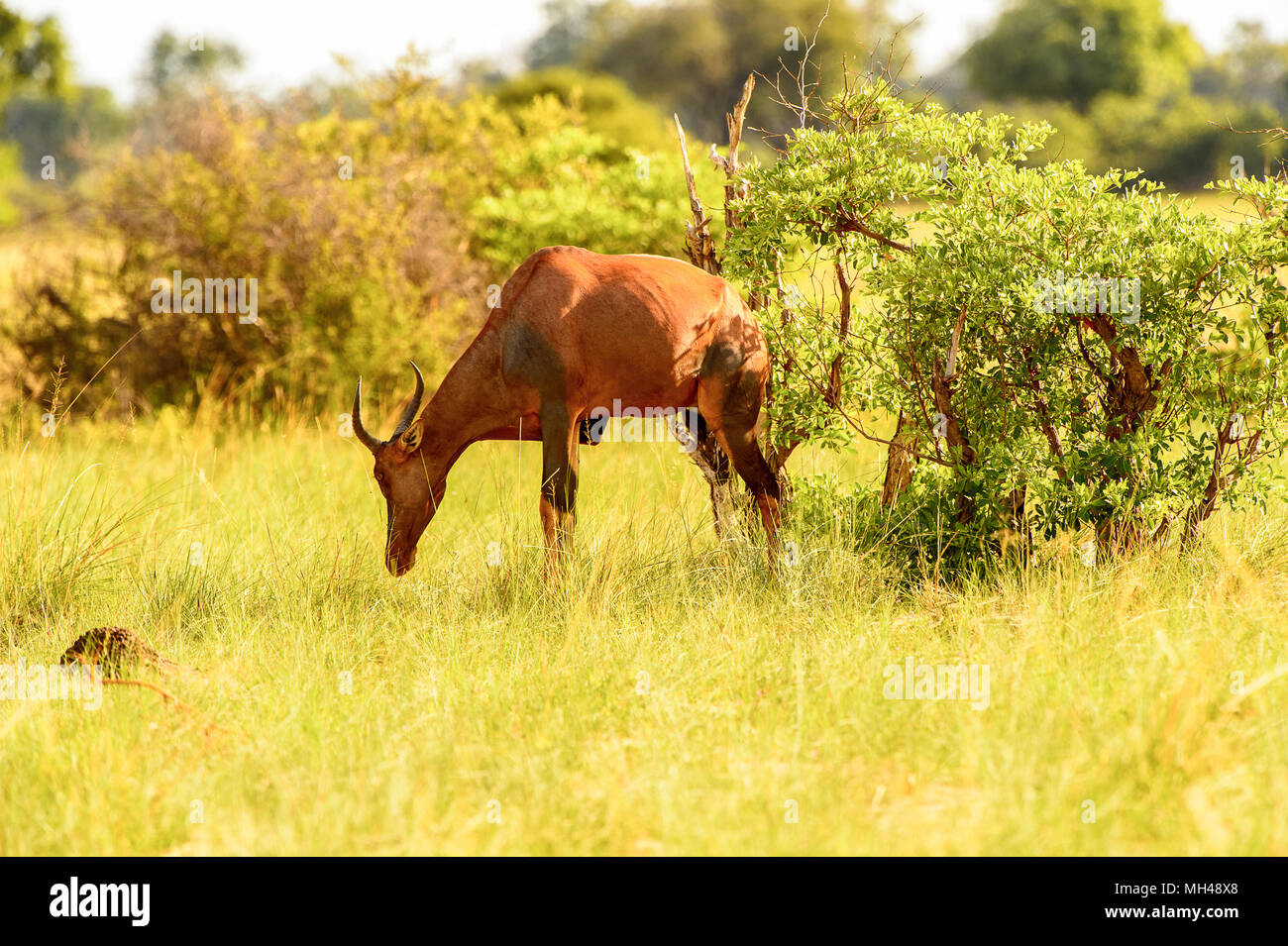 Antelope on the grass in the Moremi Game Reserve (Okavango River Delta ...