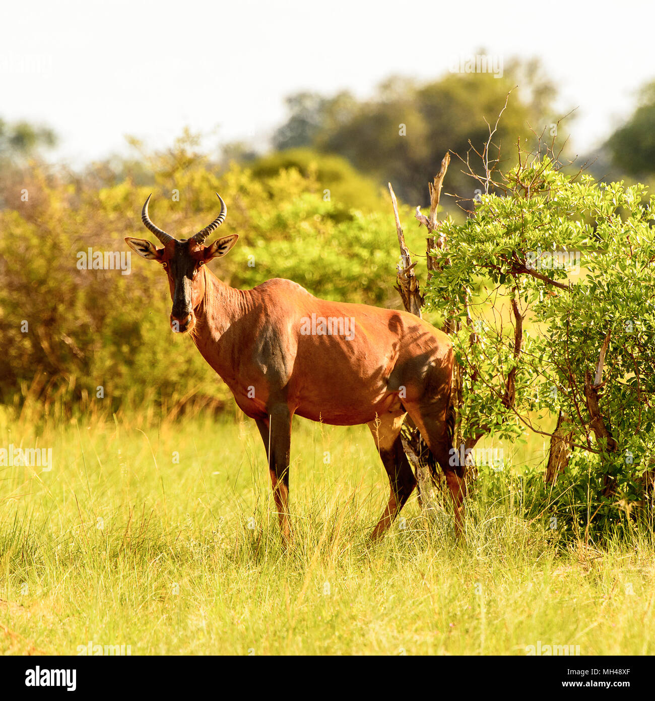 Antelope on the grass in the Moremi Game Reserve (Okavango River Delta ...