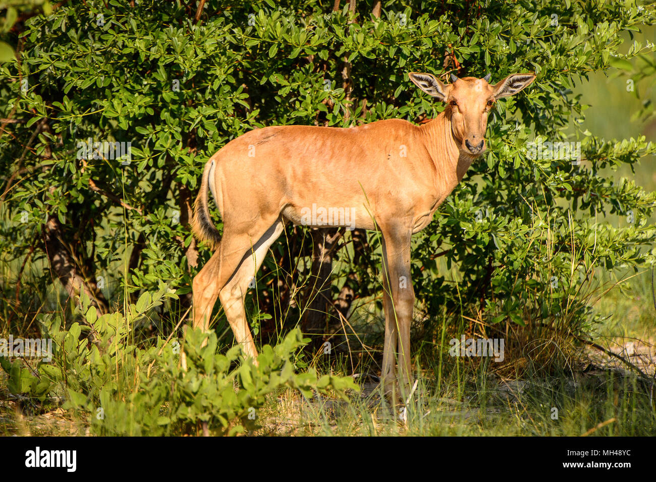 Antelope on the grass in the Moremi Game Reserve (Okavango River Delta ...