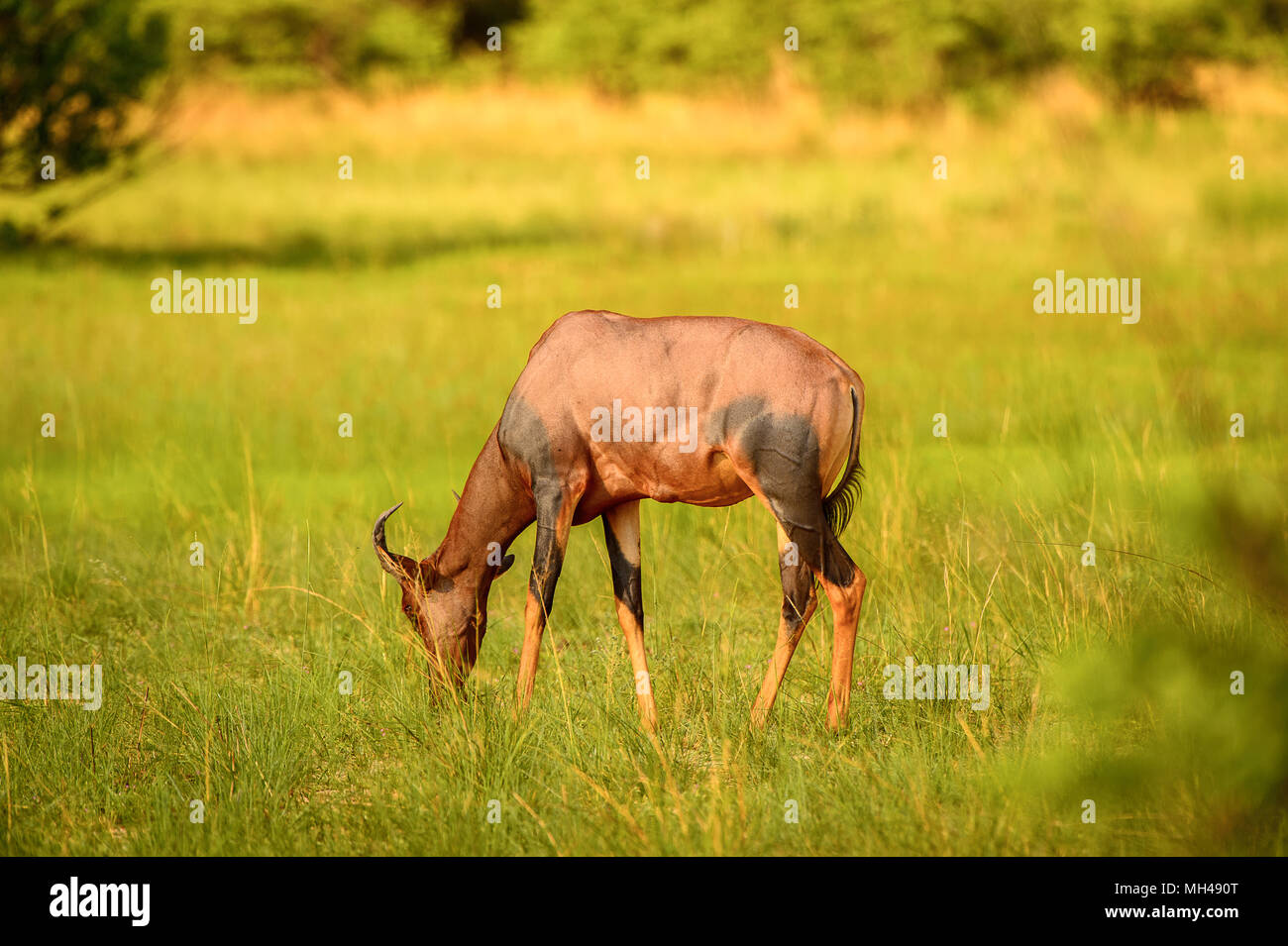 Antelope on the grass in the Moremi Game Reserve (Okavango River Delta ...
