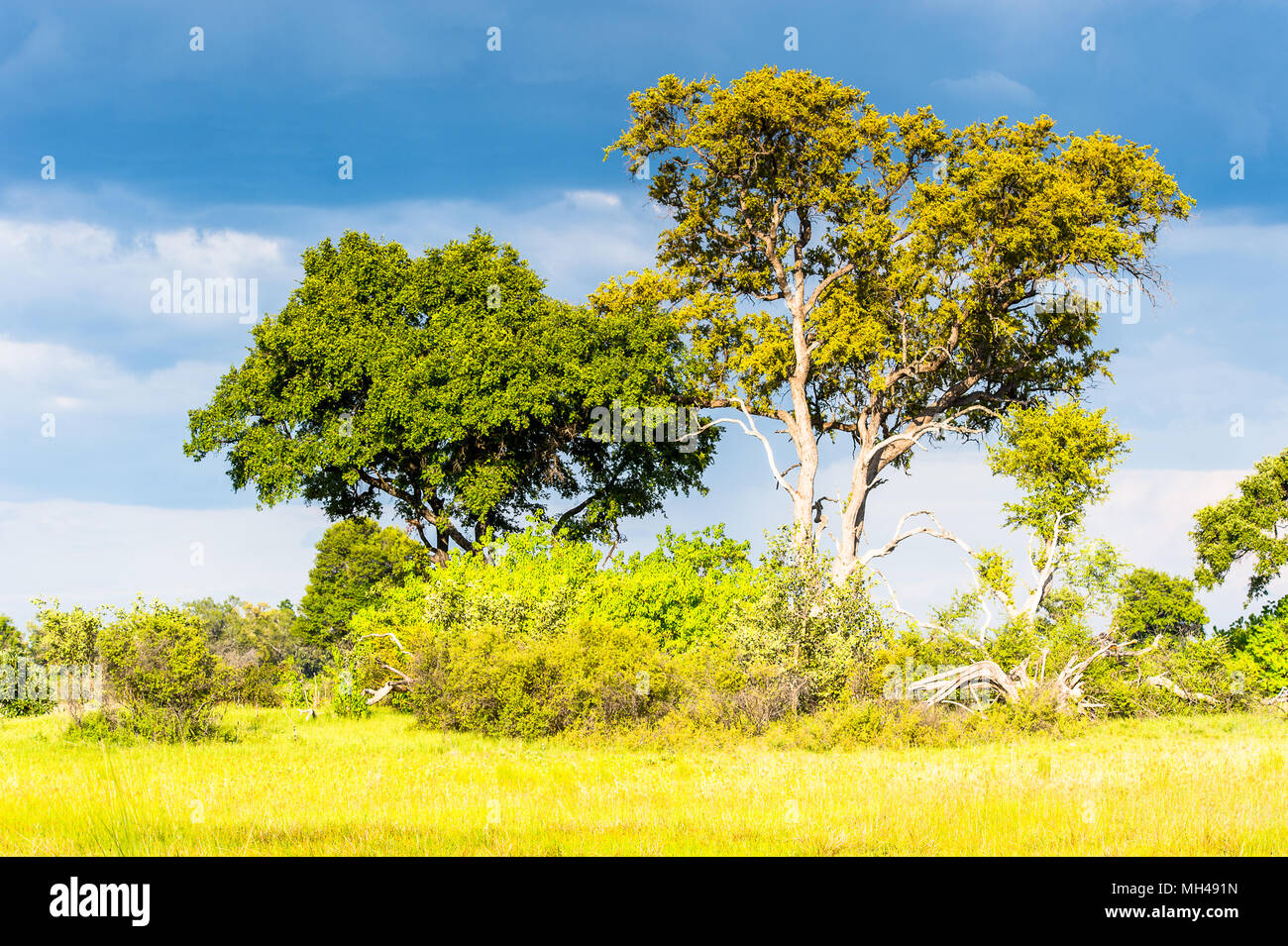 Landscape of the Okavango Delta (Okavango Grassland), One of the Seven ...