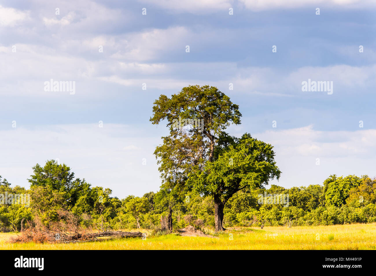 Landscape of the Okavango Delta (Okavango Grassland), One of the Seven ...