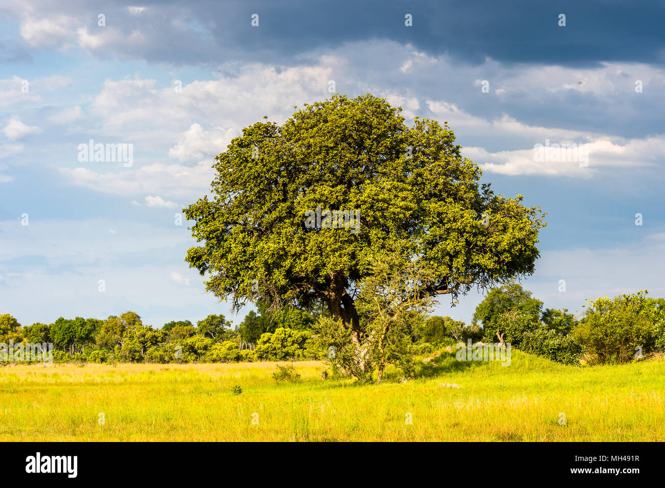 Landscape of the Okavango Delta (Okavango Grassland), One of the Seven ...