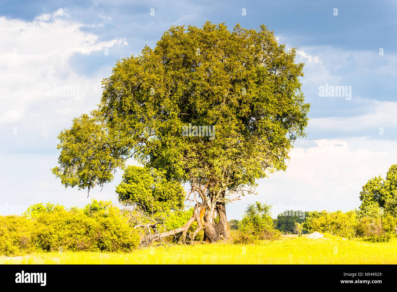 Landscape of the Okavango Delta (Okavango Grassland), One of the Seven ...