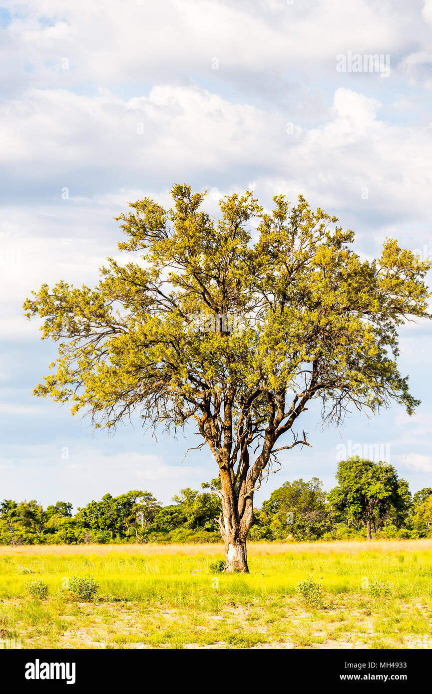 Tree at the Okavango Delta (Okavango Grassland), One of the Seven ...