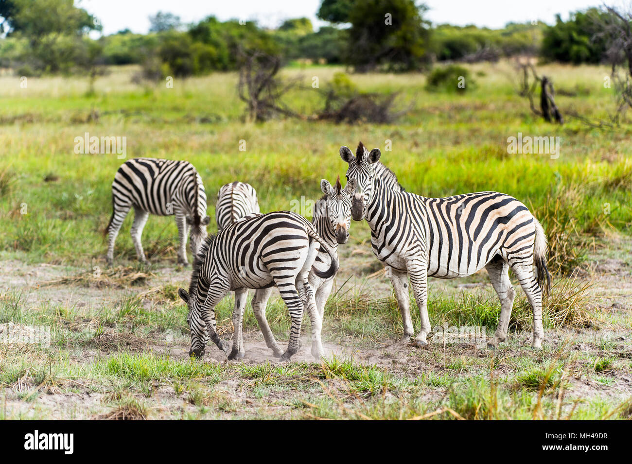 Zebras flock in the Moremi Game Reserve (Okavango River Delta), National Park, Botswana Stock ...