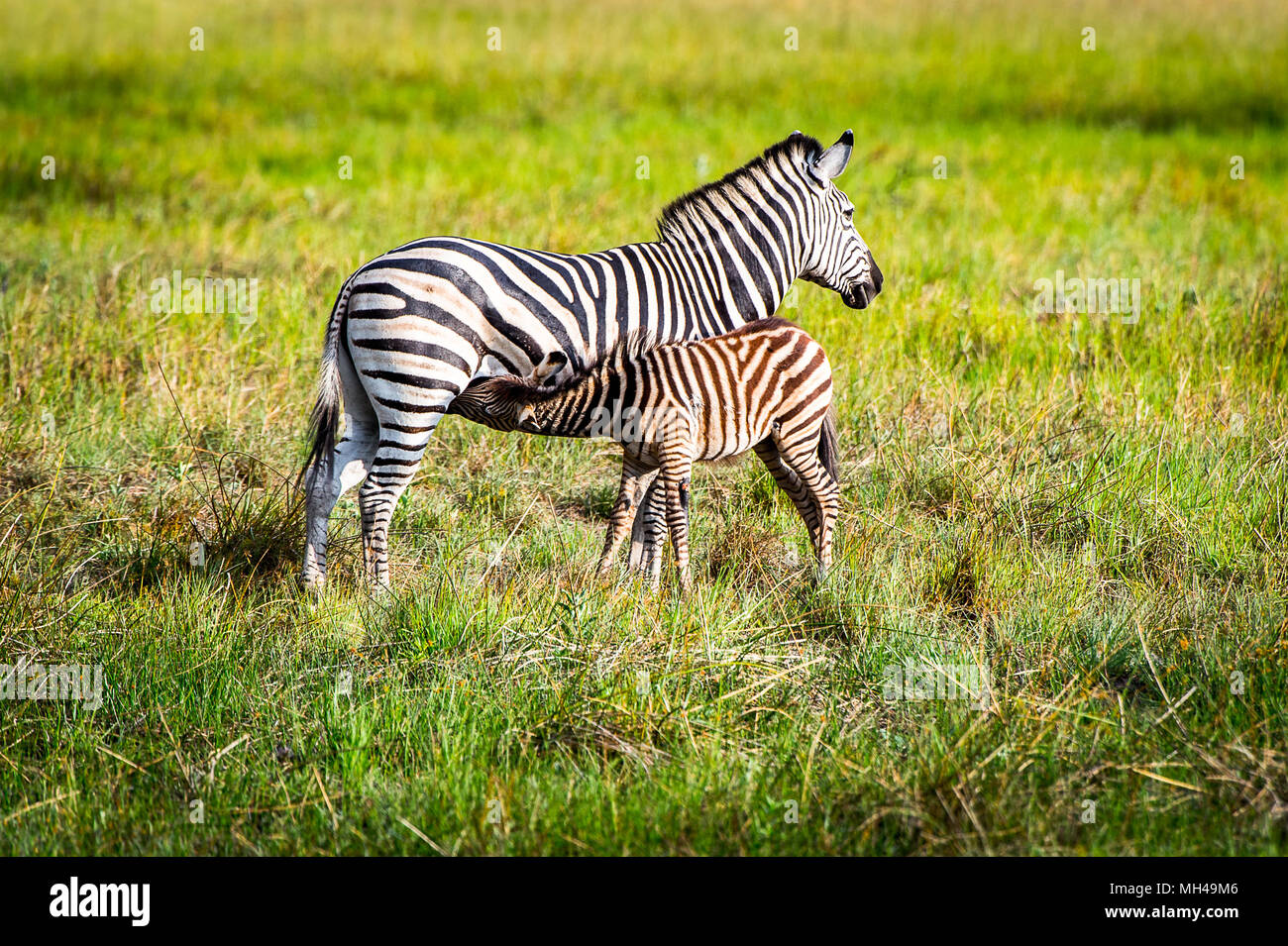 Zebra and its baby cub in the Moremi Game Reserve (Okavango River Delta ...