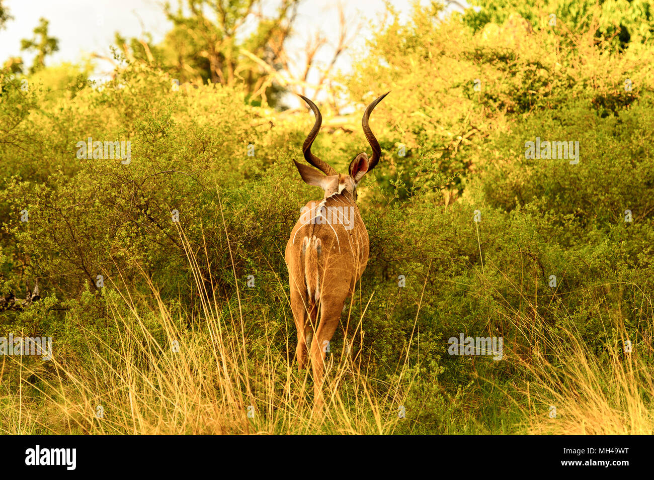 Antelope Kudu in the Moremi Game Reserve (Okavango River Delta ...