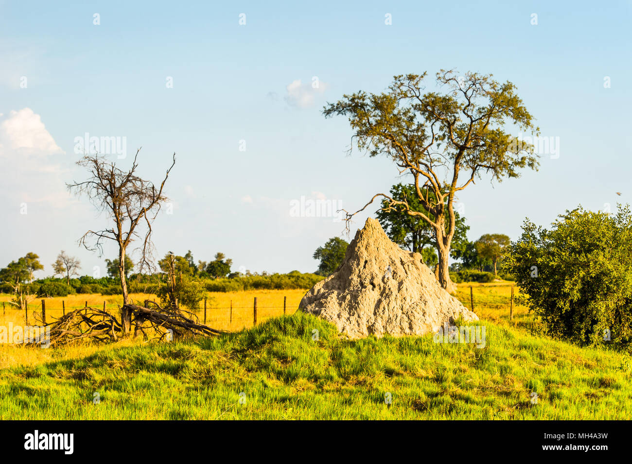 Landscape of the Okavango Delta (Okavango Grassland), One of the Seven ...
