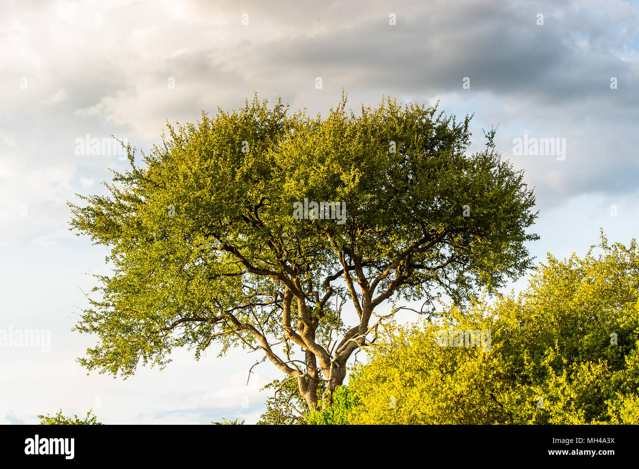 Landscape of the Okavango Delta (Okavango Grassland), One of the Seven ...
