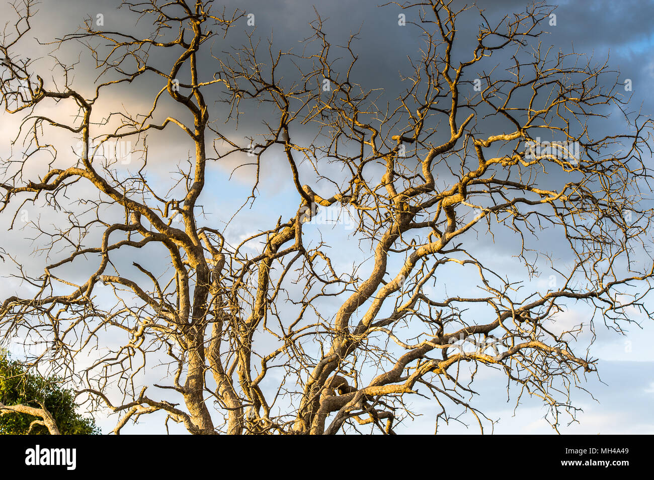 Tree at the Okavango Delta (Okavango Grassland), One of the Seven ...