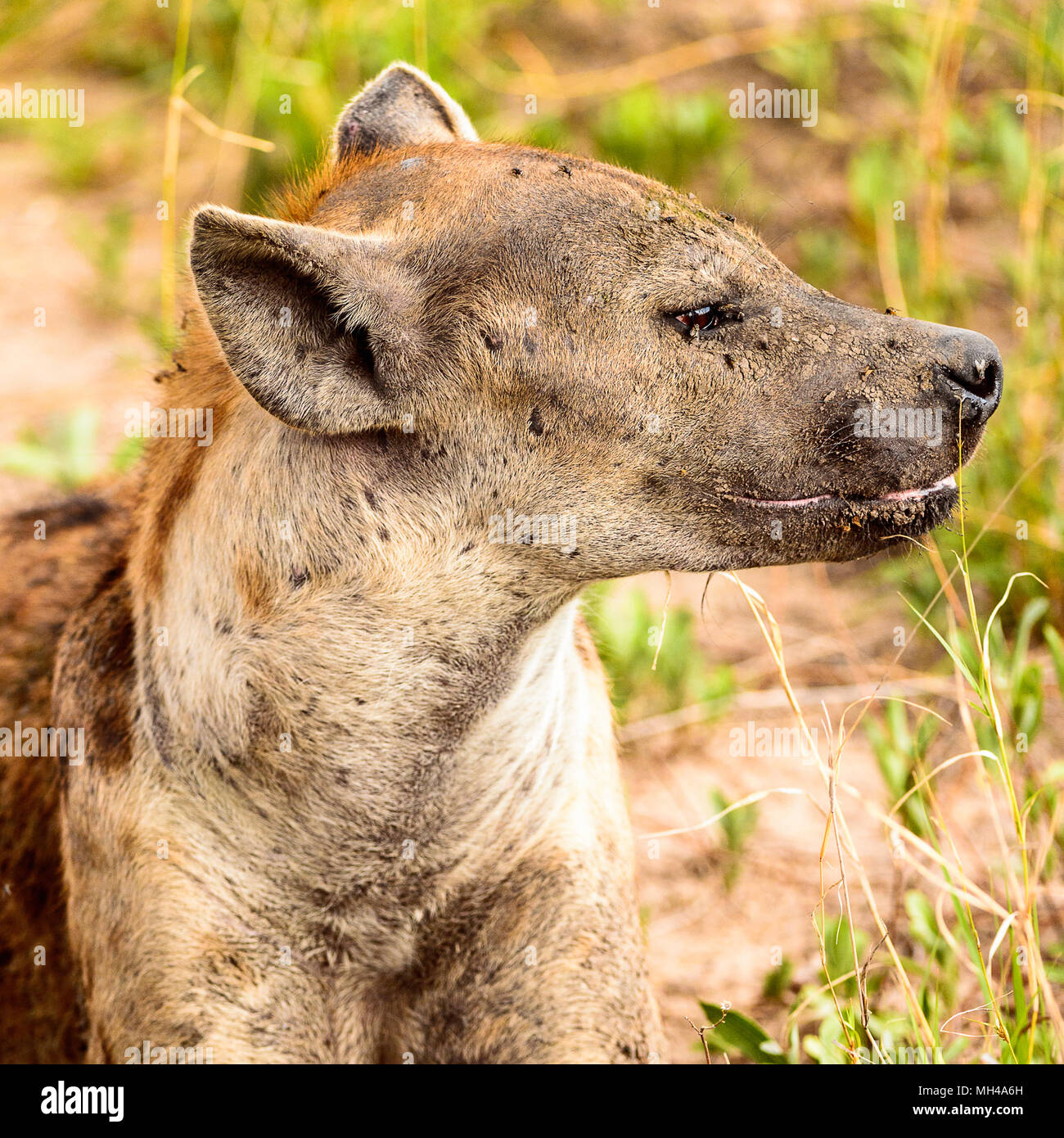 CLose view of a hyena in the grass in the Moremi Game Reserve (Okavango ...