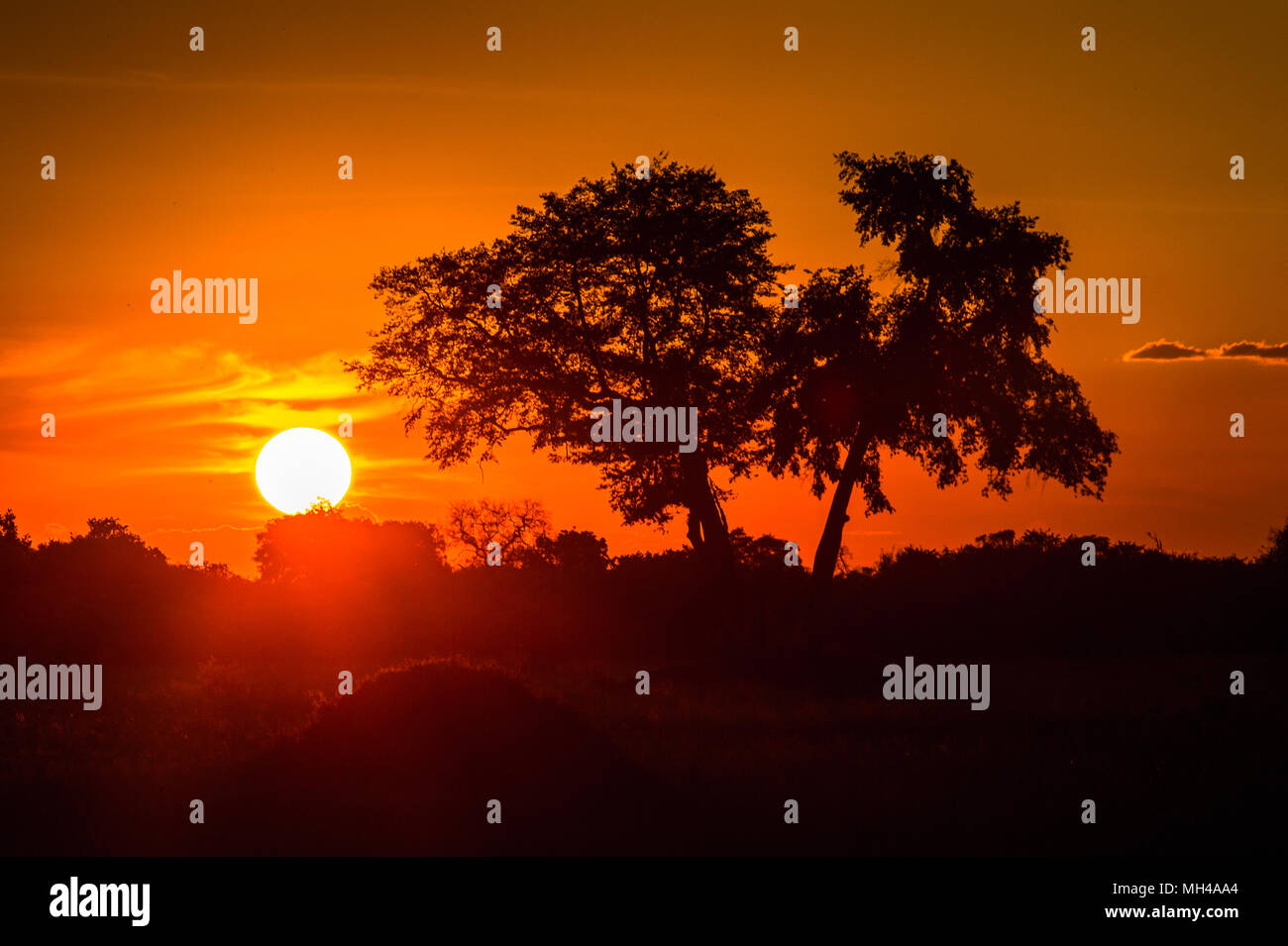 Beautiful sunset over the Okavango Delta (Okavango Grassland), One of ...