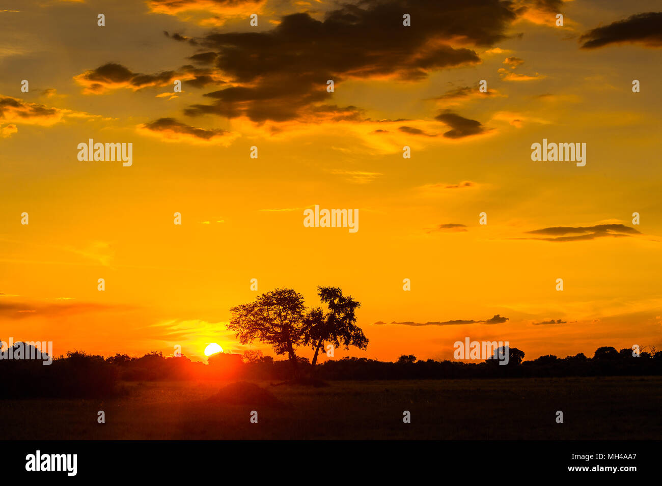 Beautiful sunset over the Okavango Delta (Okavango Grassland), One of ...