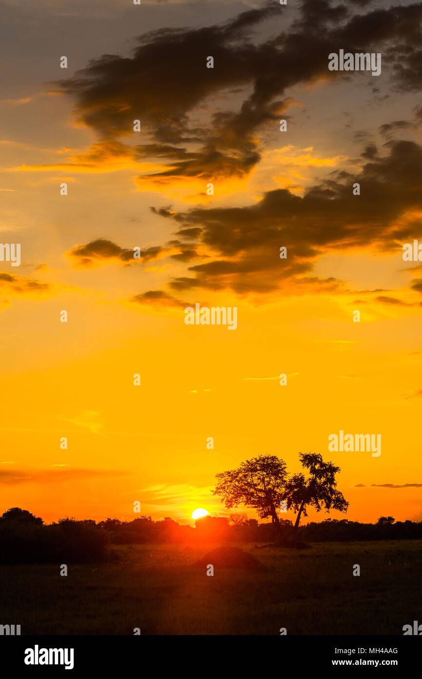 Beautiful sunset over the Okavango Delta (Okavango Grassland), One of ...