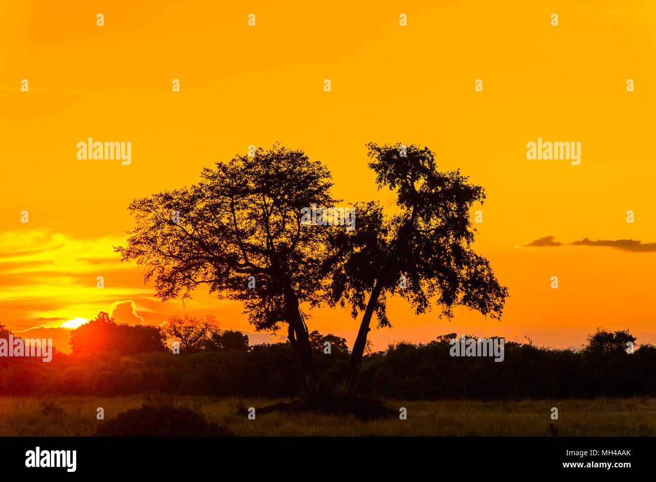Beautiful sunset over the Okavango Delta (Okavango Grassland), One of ...